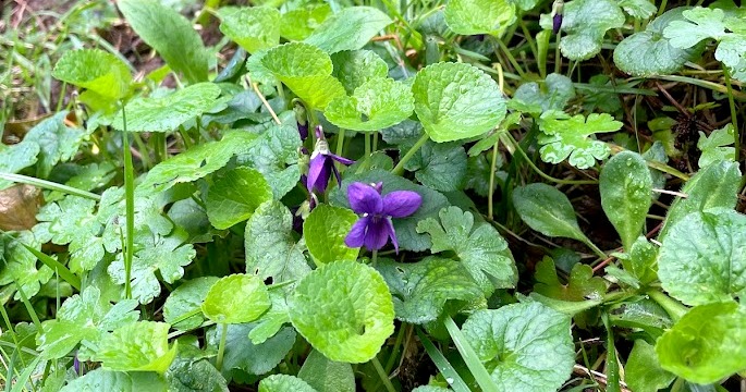 Pretty signs of a bygone flower industry on the Lizard Peninsula ...